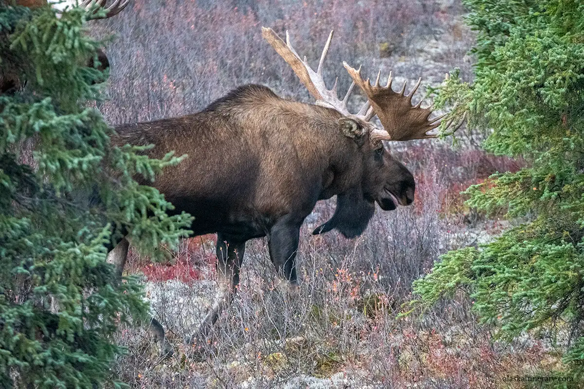 Guide To Moose Safety in Alaska: Essential Tips for Travelers