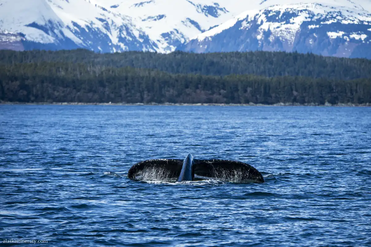 Wildlife Encounters on an Alaska Cruise: What to Expect?