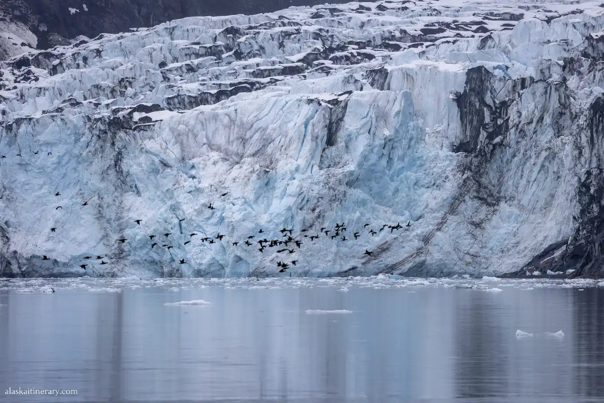 Hubbard Glacier vs. Glacier Bay: Alaska Cruise Experience