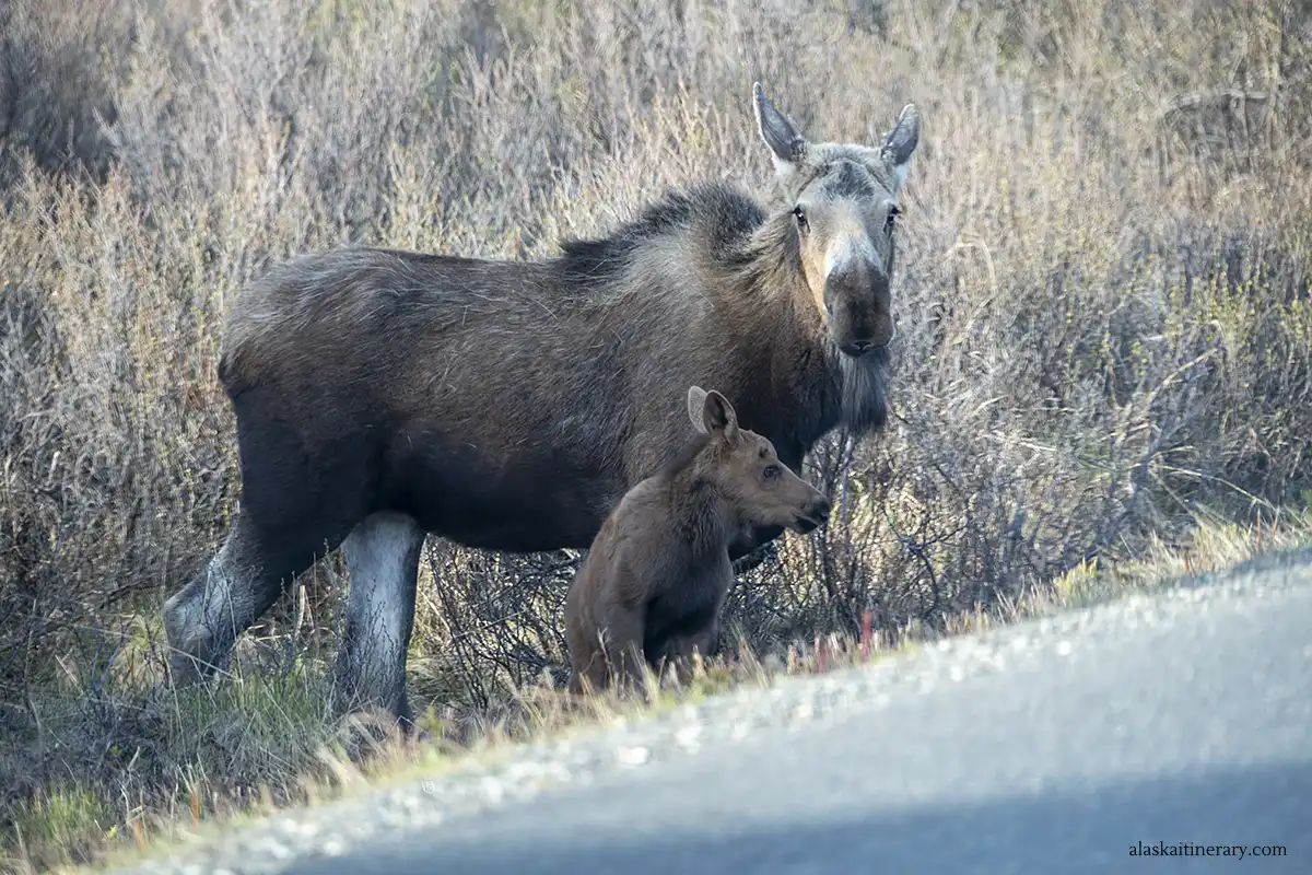 Guide To Moose Safety in Alaska: Essential Tips for Travelers