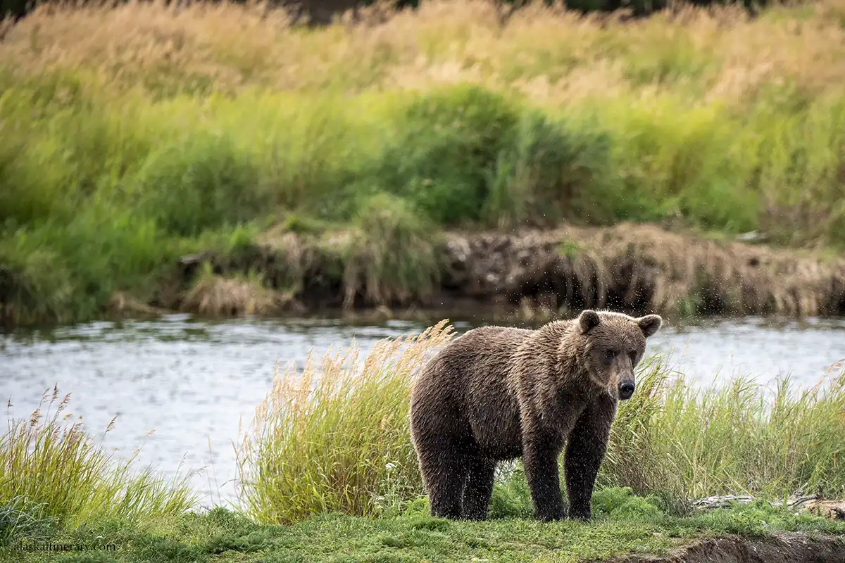 Best Alaska Bear Viewing Tours – Our Top Picks Based on Firsthand ...