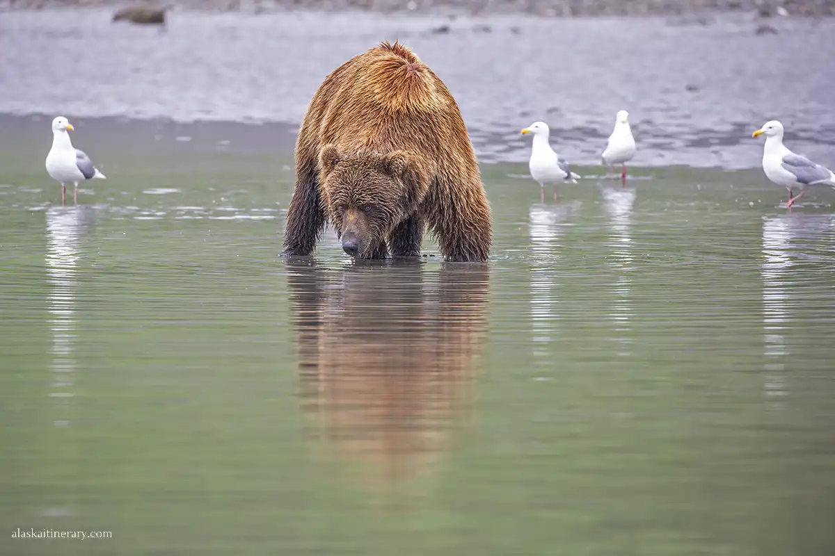 Best Alaska Bear Viewing Tours – Our Top Picks Based on Firsthand ...